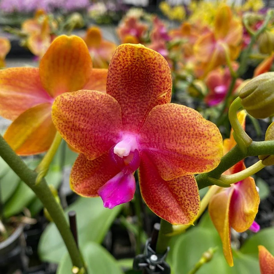 Orchideen Klusmann: In der Aktion: Weiße Orchideen mit 3 Rispen | Milled