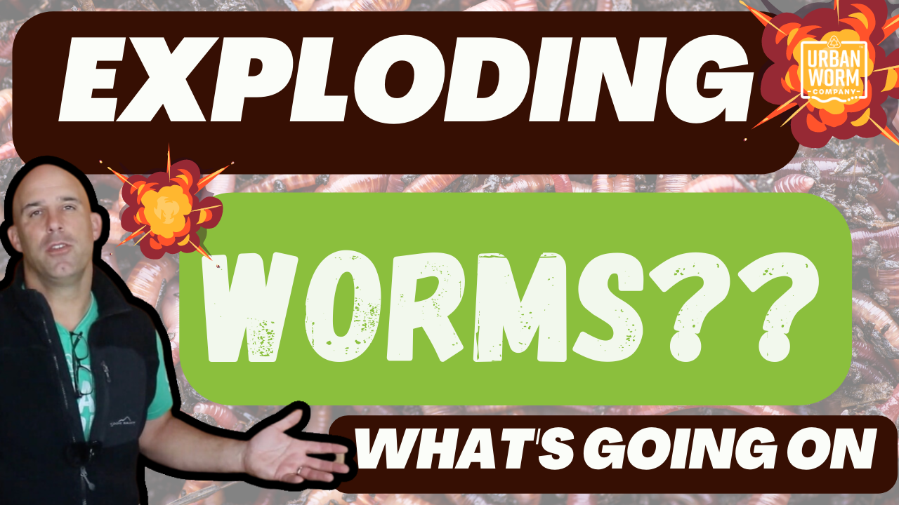 Urban Worm Company: The Mystery of the Exploding Worms | Milled
