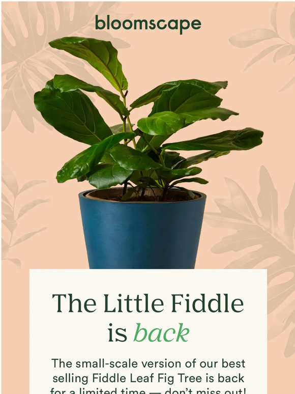 Bloomscape: IT'S BACK: The Little Fiddle | Milled