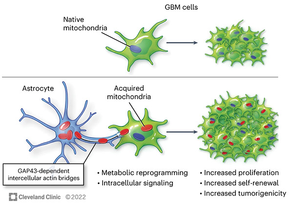 Nature: Cancer plunders power units from healthy cells | Milled