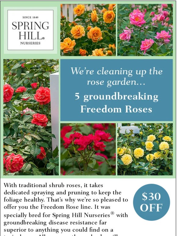 Spring Hill Nursery: 5-Plant Freedom Rose Sampler: $30 Off. | Milled