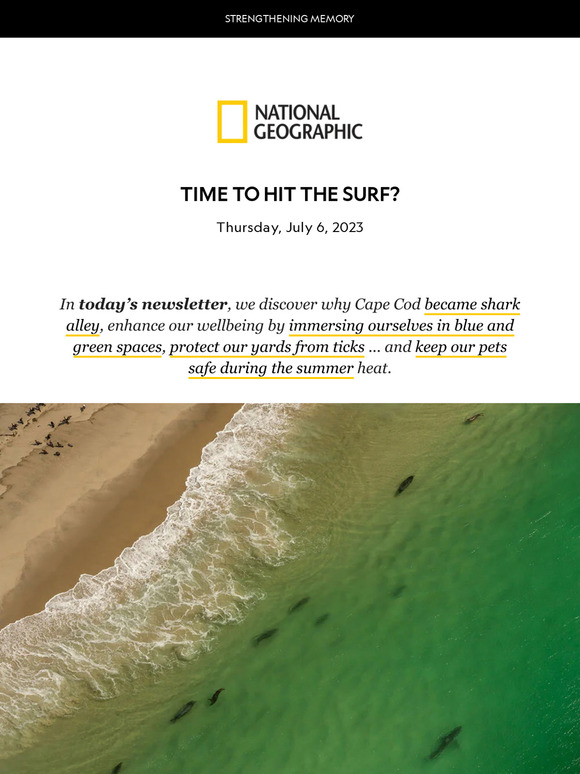 National Geographic: How great white sharks came in world record ...