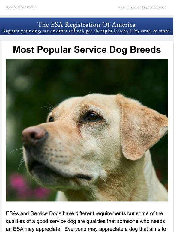 ESA Registration: 5 Most popular Service Dog Breeds | Milled