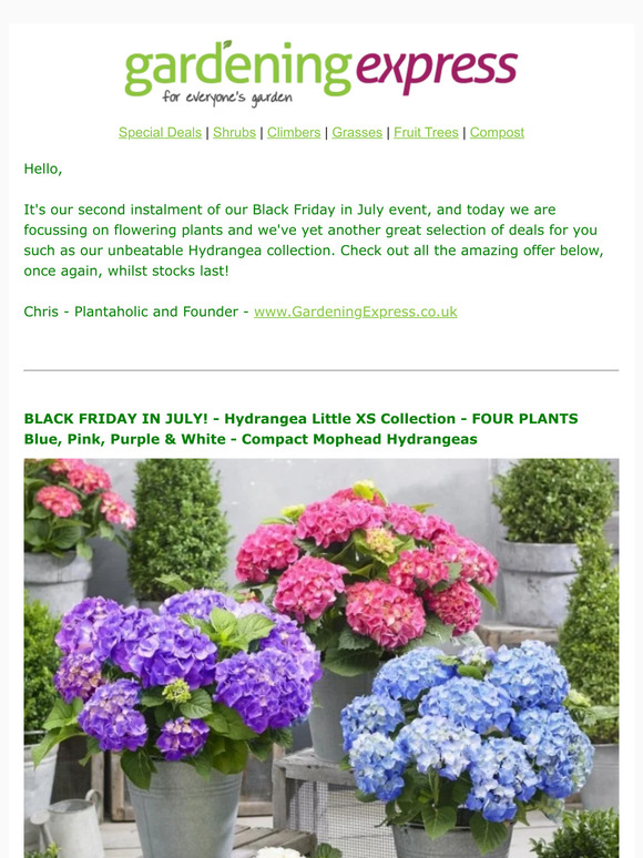 Gardening Express: Hydrangeas - Four Plants Just 19.96! Bicolour ...