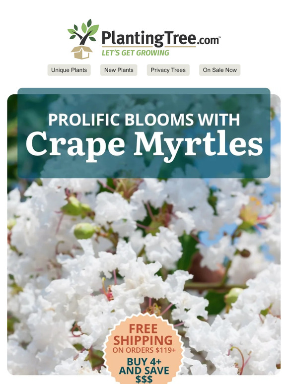 PlantingTree.com: What's the most beautiful Crape Myrtle? | Milled