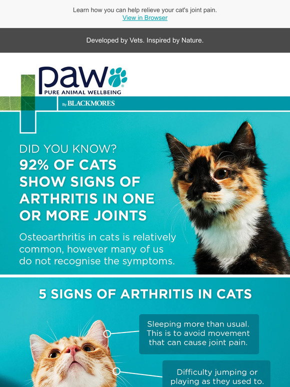 Blackmores: 5 Signs Your Cat Has Arthritis 🐈 | Milled