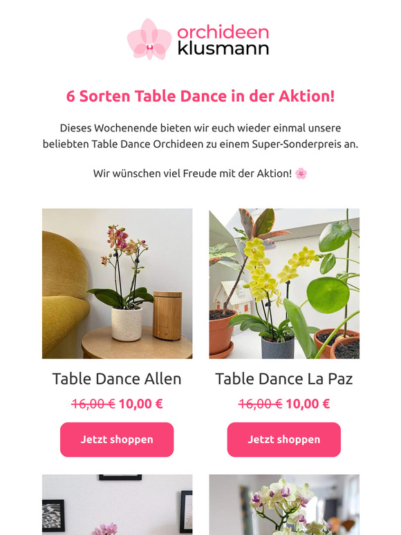 Orchideen Klusmann: 6 Table Dance Orchideen für je 10 Euro | Milled