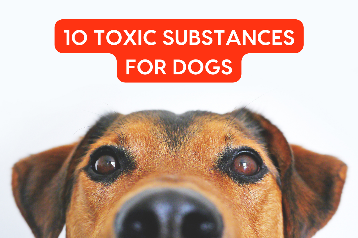 Pupford: [article] 10 of the Most Toxic Substances for Dogs | Milled