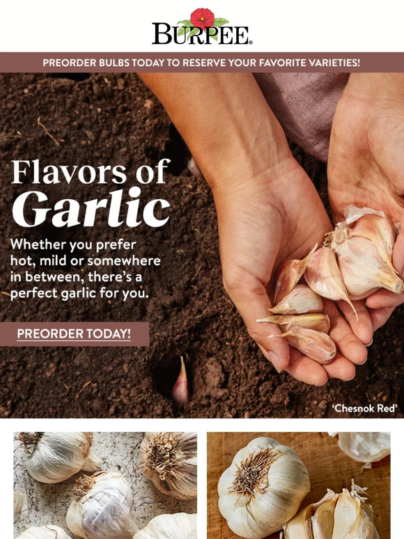 Burpee Gardening: The secret ingredient? Homegrown garlic! | Milled