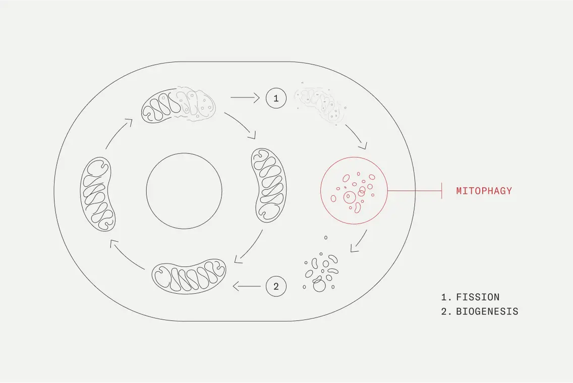 Timeline Nutrition: What's the big deal about autophagy? | Milled