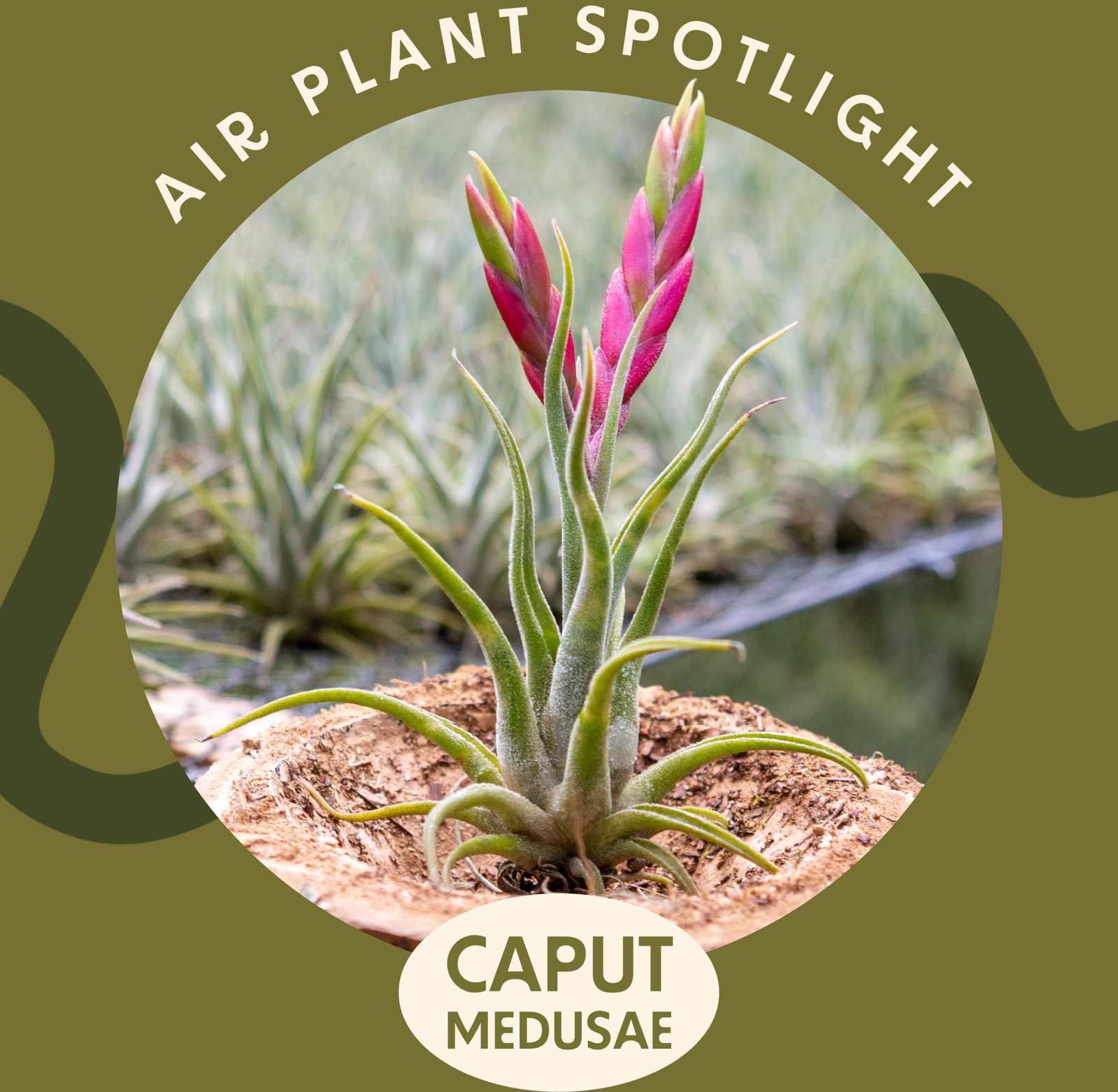 Air Plant Shop: Learn About Caput Medusae 🔍 | Milled
