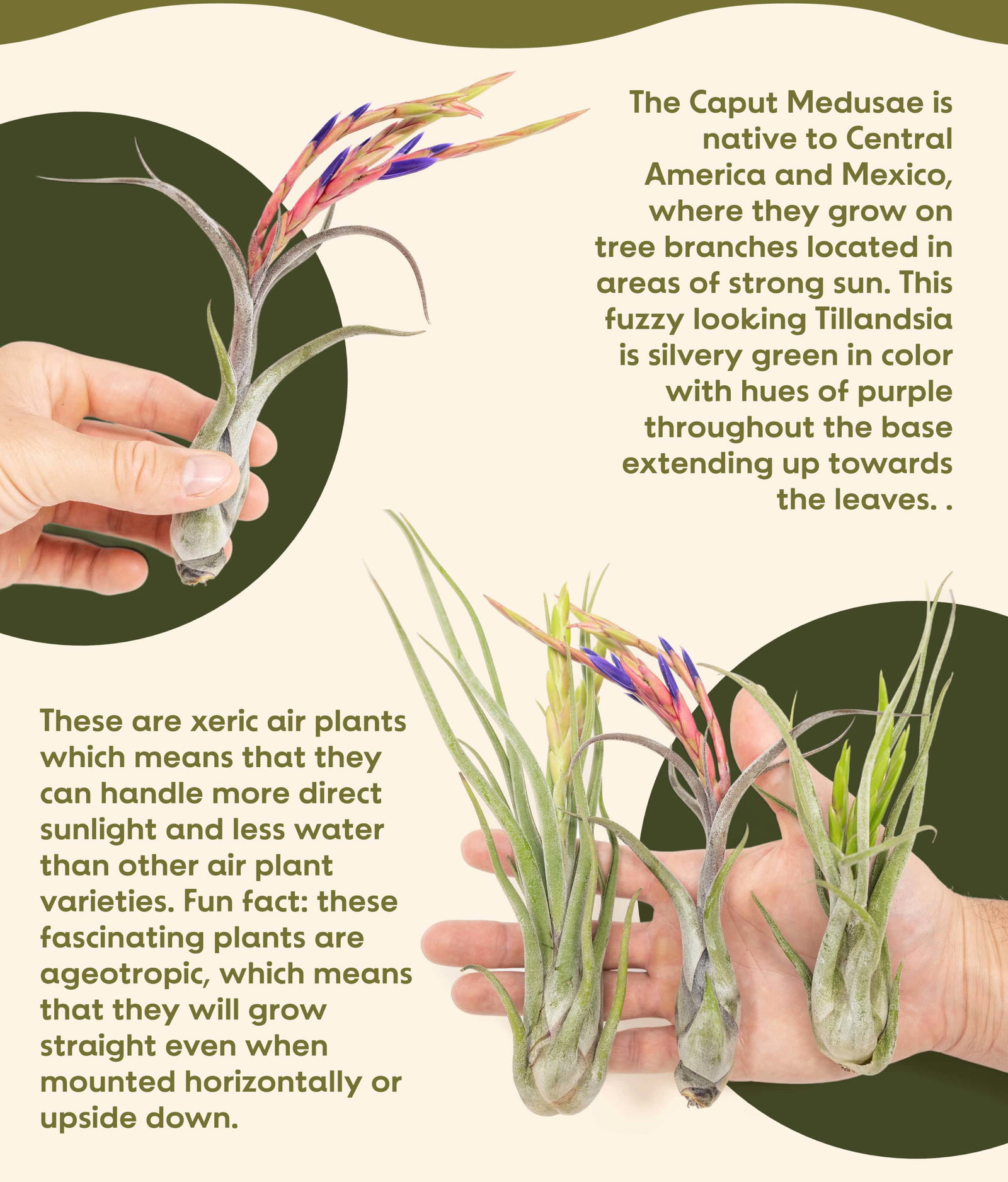 Air Plant Shop: Learn About Caput Medusae 🔍 | Milled