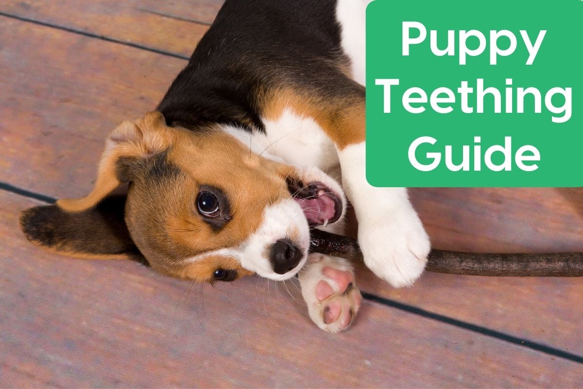 Pupford: [article] Puppy Teething Guide – When It Happens, How to Help ...