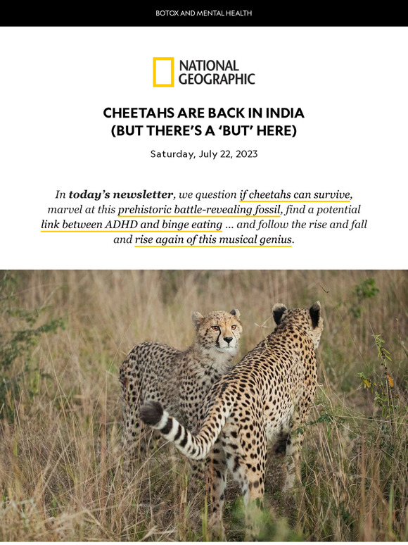 National Geographic: Can the fastest animal on Earth be saved? Plus, a ...