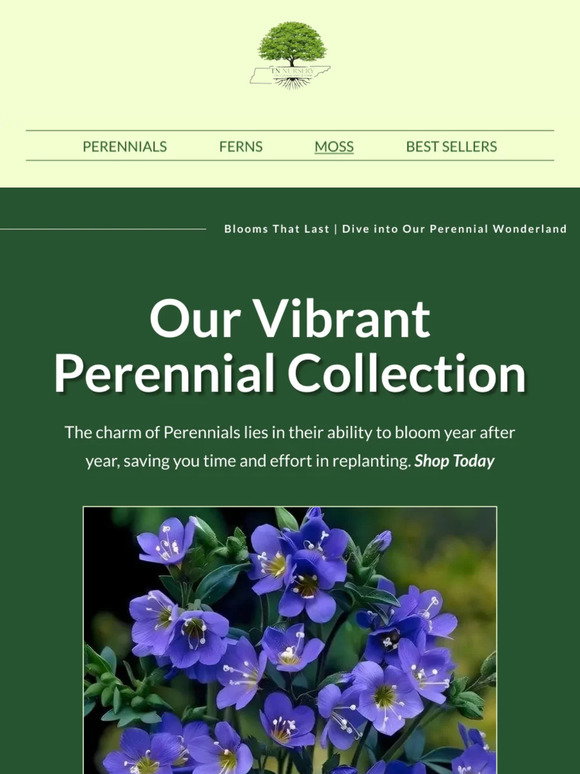TN Nursery: Perennials for All Seasons: Find Your Perfect Plants | Milled