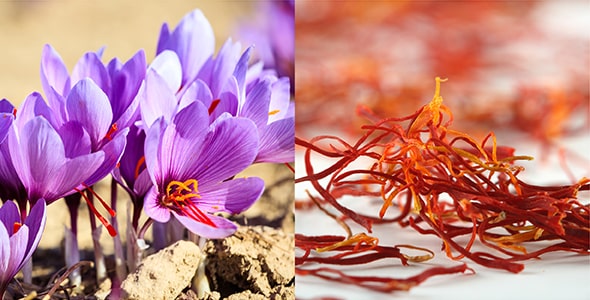 Jardin du Pic Vert: Crocus à safran : le bulbe qui vaut de l'or ! | Milled