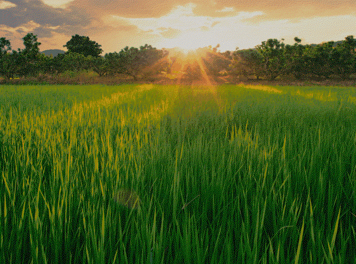 Tippsy: Let’s talk about Omachi rice | Milled