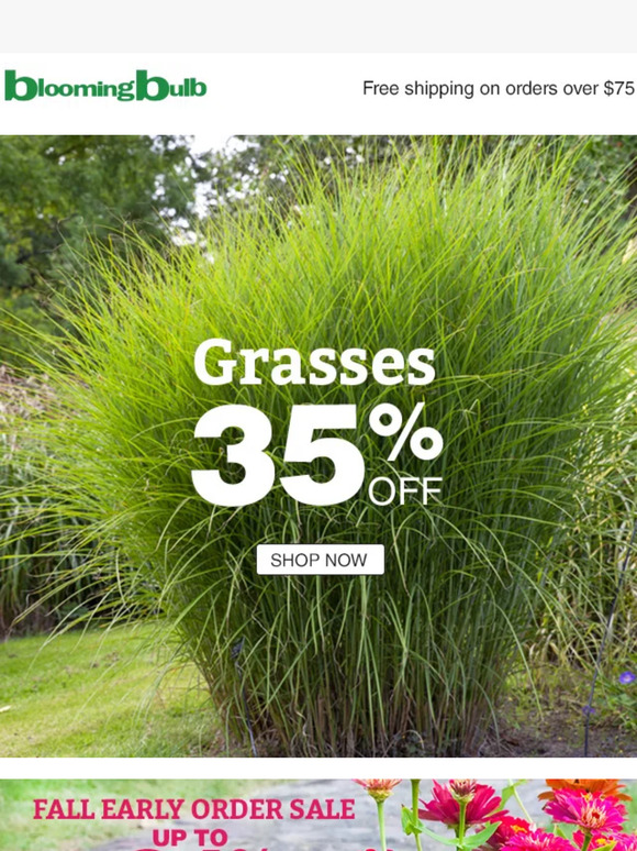 Blooming Bulb: Transform Your Garden with Ornamental Grasses - Up To 34 ...