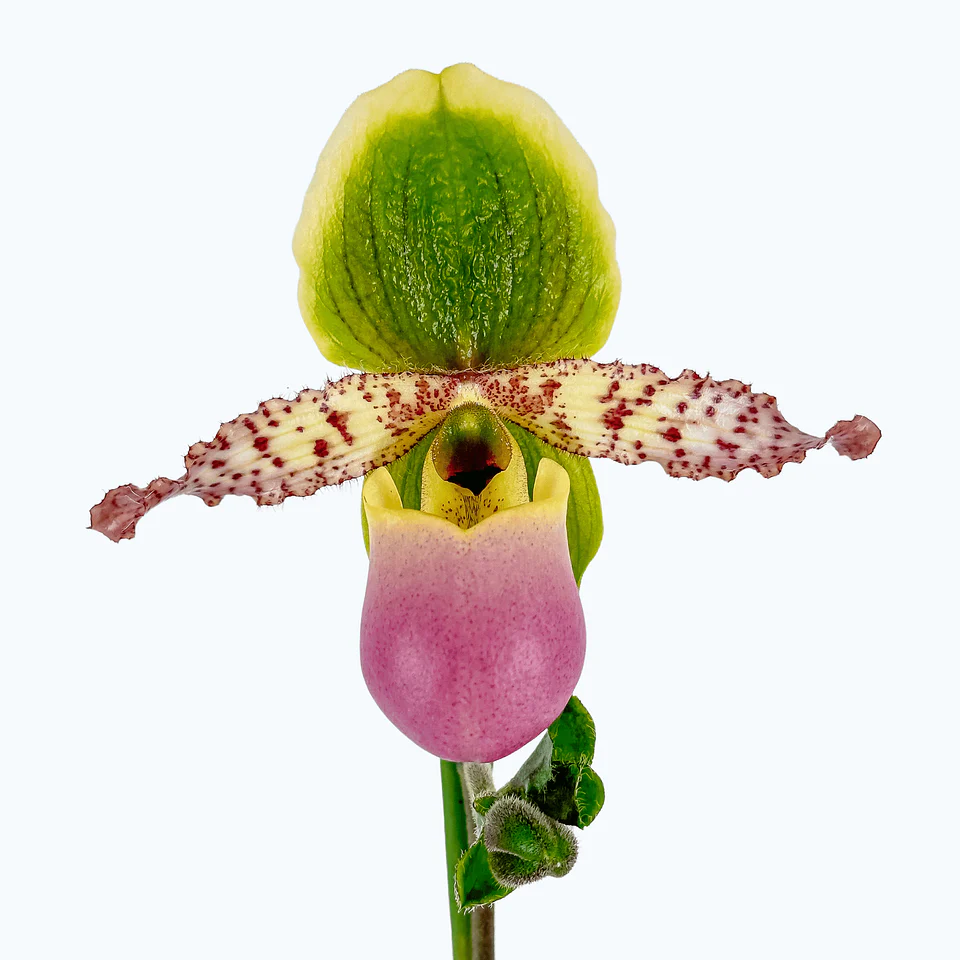 Orchideen Klusmann: 💛 Zygodisanthos für 10 Euro | Milled