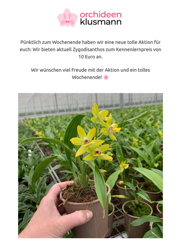 Orchideen Klusmann: 💛 Zygodisanthos für 10 Euro | Milled