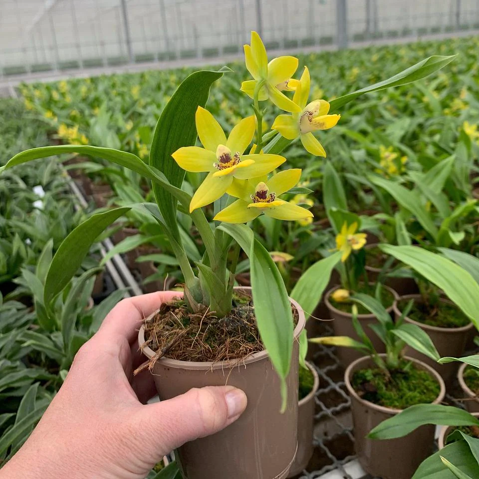 Orchideen Klusmann: 💛 Zygodisanthos für 10 Euro | Milled