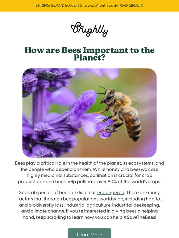 Brightly: 🐝 Here's Why Bees Are Important to the Planet | Milled