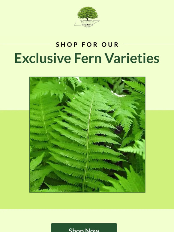 TN Nursery: Ferns for Sale - Elevate Your Garden's Beauty 🌿 | Milled