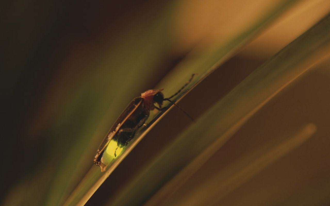 National Geographic: The Compass: How you can help fireflies, a fishing ...