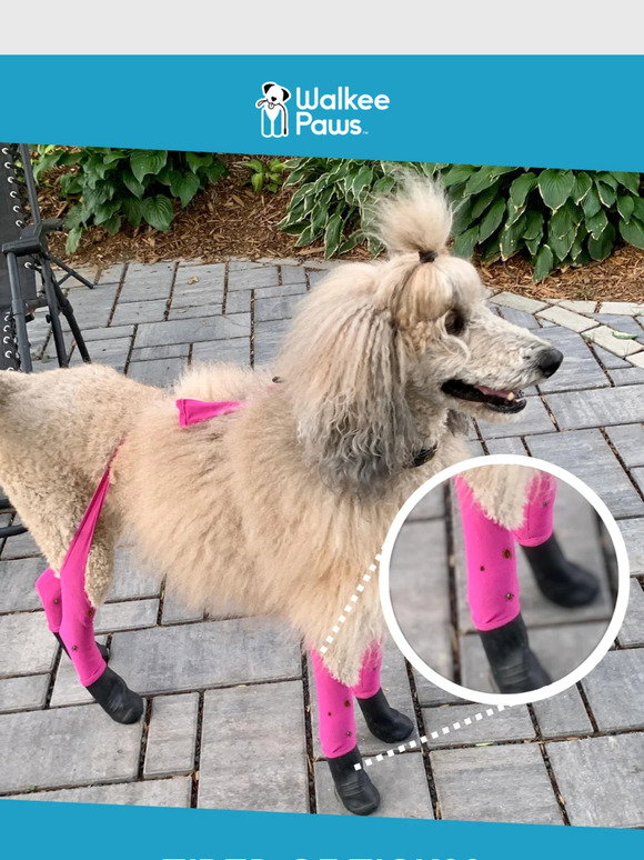 Walkee Paws: How to protect your pup from ticks | Milled