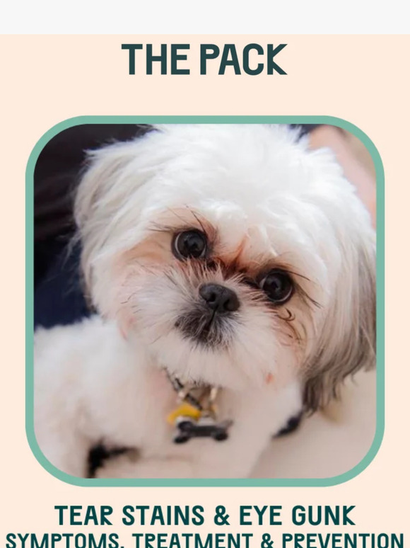 The Pack: What Causes Dog Tear Stains & Gunky Eyes? 🐶 | Milled