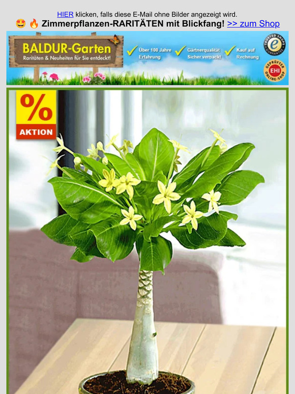 BALDUR-Garten: 🤩 🔥 Zimmerpflanzen-RARITÄTEN mit Blickfang! | Milled