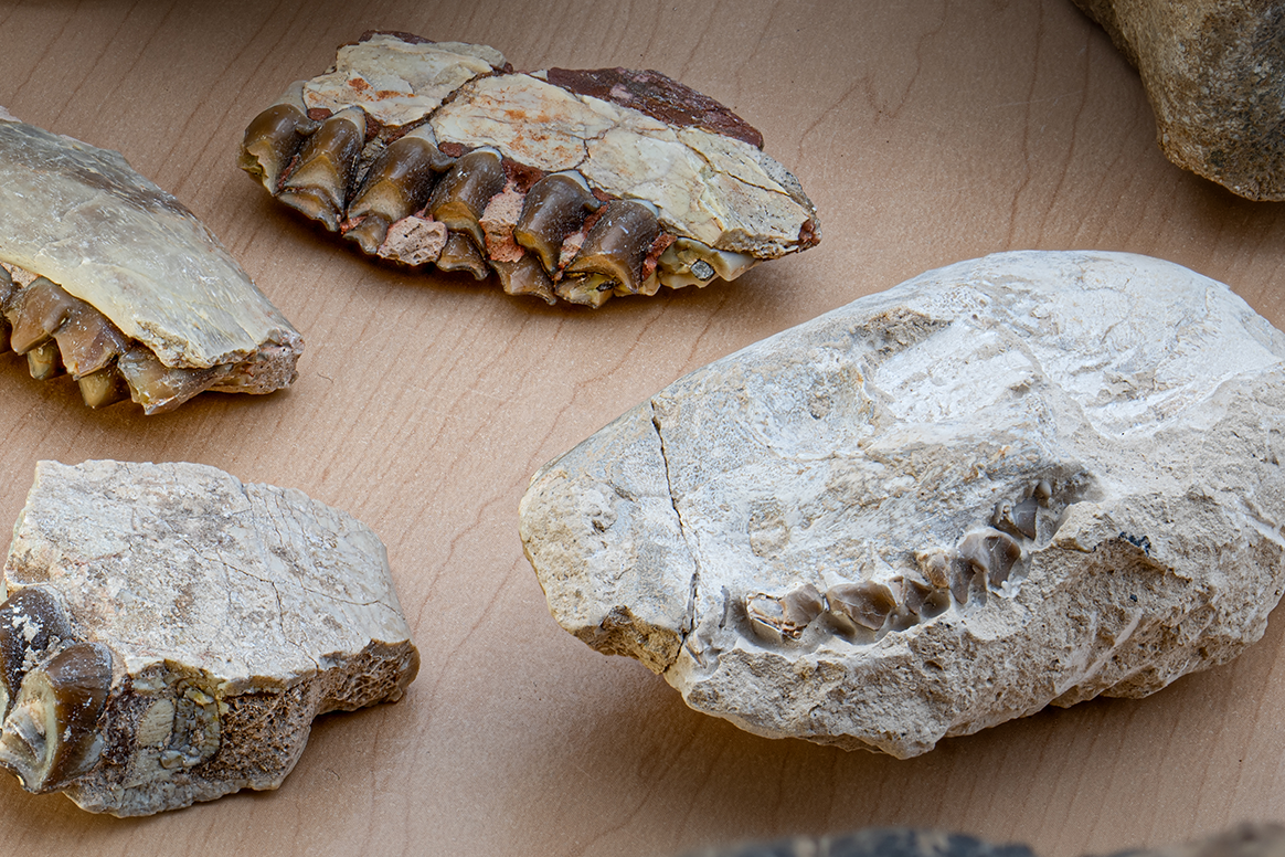 Mini Museum: A Jaw from a Eocene Creature! | Milled