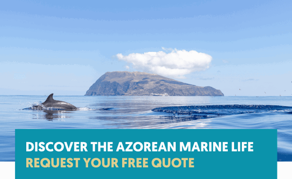 Azores Getaways: -, Come Discover the Azorean Marine Life 🐳 | Milled
