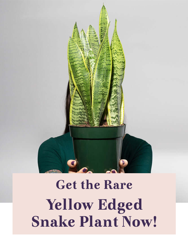 Verdant Lyfe: Add a Touch of Rare Beauty: The Yellow Edged Snake Plant ...