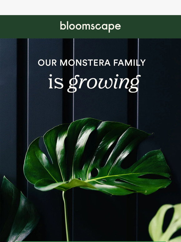 Bloomscape: Our Plant Family is Growing... | Milled