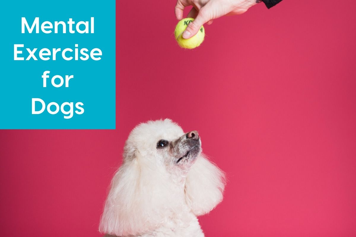 Pupford: [article] Mental Exercise for Dogs (the key 🔑 to success) | Milled