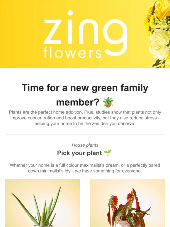 Zing Flowers: Time for a new green family member? 🪴 | Milled