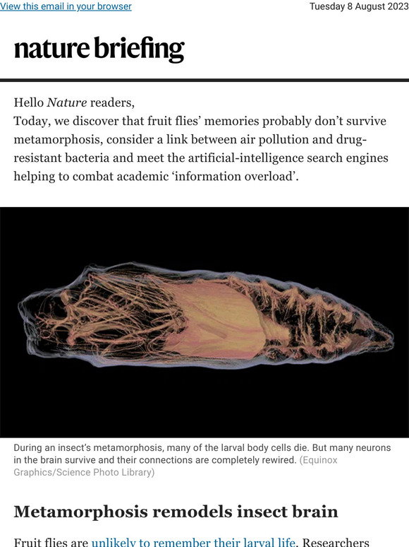 Nature: How metamorphosis remodels insects’ brains | Milled