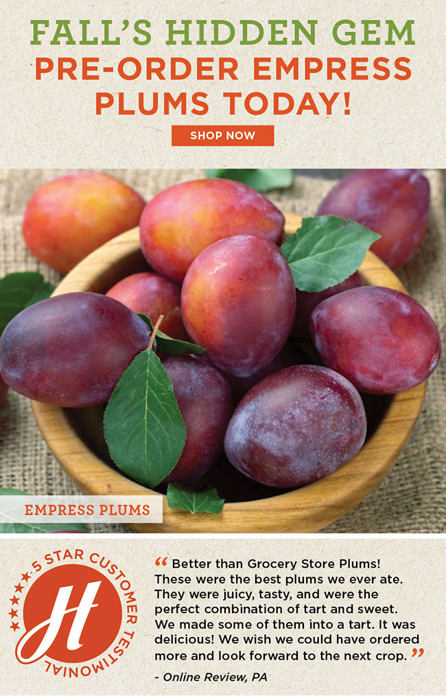 Hale Groves: 🍂 Fall's Hidden Gem: Pre-Order Empress Plums Today! | Milled