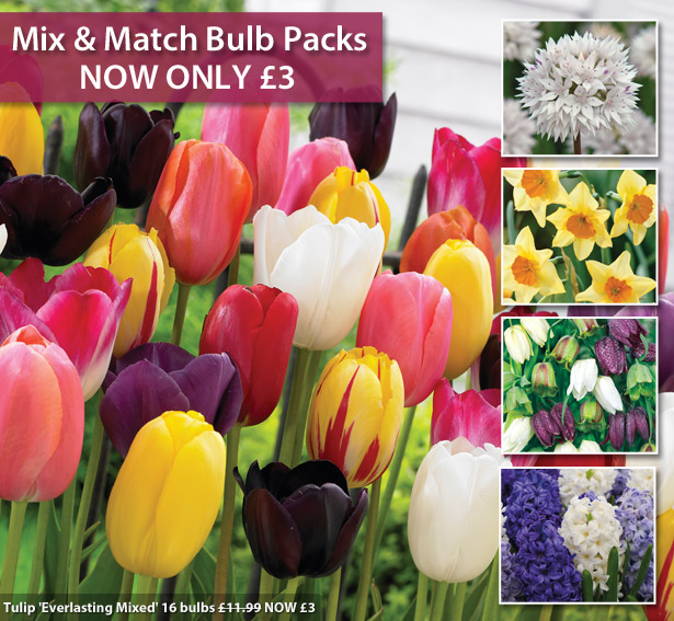 Thompson & Morgan: Only £3! Mix & Match Bulb Packs | Milled