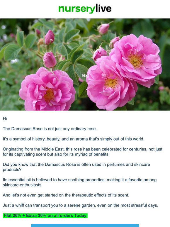 Nurserylive: 👨‍🌾🌿 Most loved Scented Flower Plant , Garden Lover | Milled