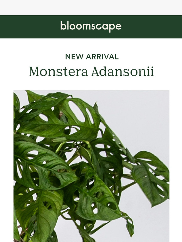 Bloomscape: 🧀 New Arrival Spotlight: Monstera Adansonii 🧀 | Milled