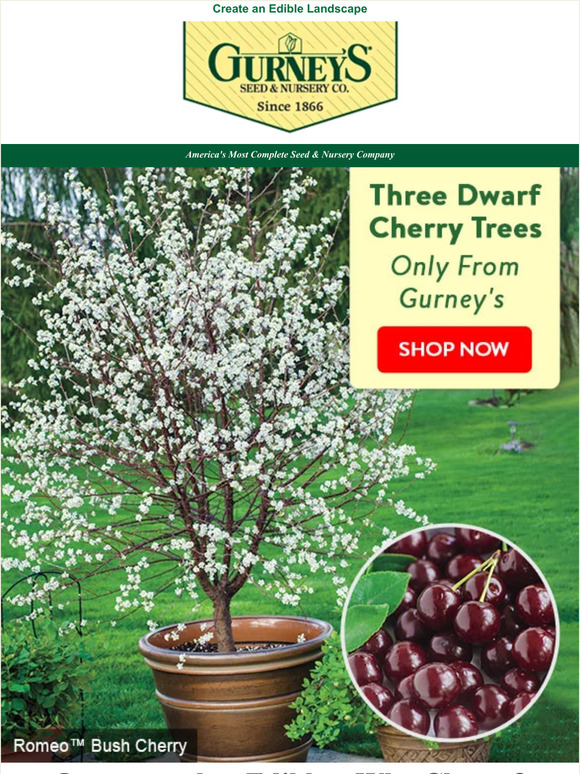 Gurney's Seed & Nursery: Dwarf cherry trees ship soon | Milled