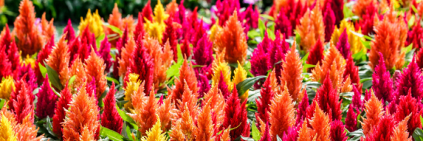 Ferry-Morse: Feather-like blooms plants available 🌾 | Milled