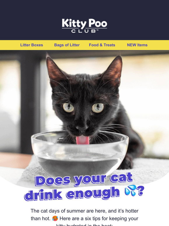 Kitty Poo Club: 6 tips for keeping your cat hydrated | Milled