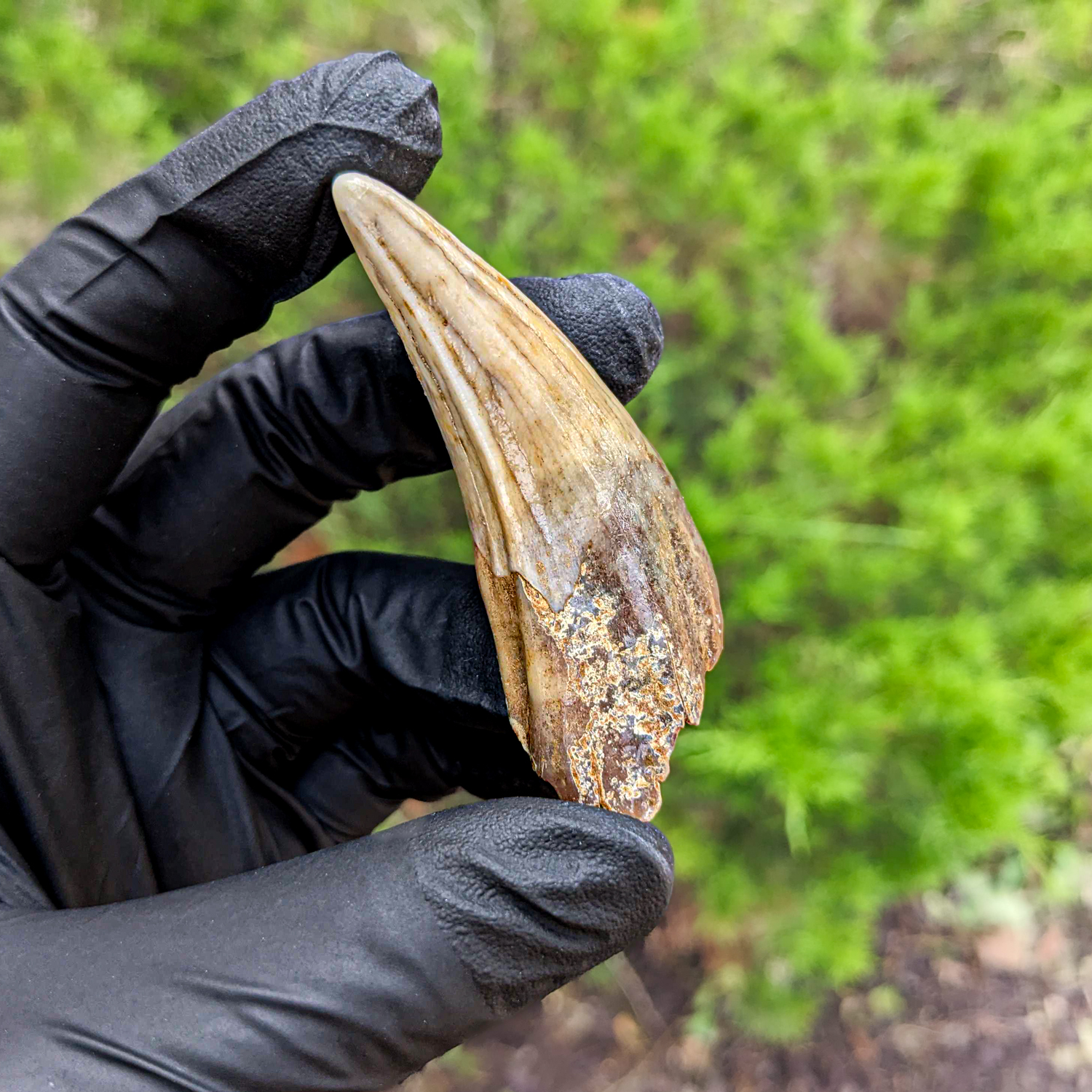 Mini Museum: The Teeth of the Cave Bear 🐻 | Milled