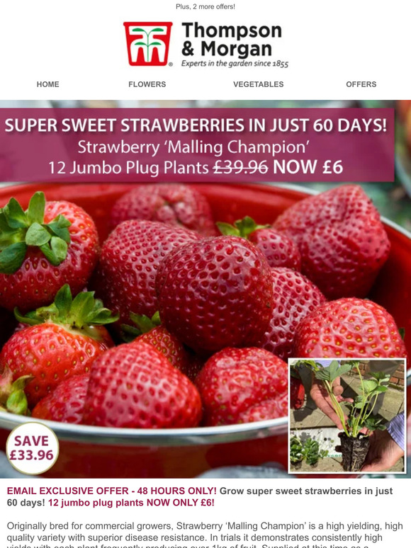 Thompson & Morgan: Strawberries in Just 60 Days! 12 plants ONLY £6 | Milled
