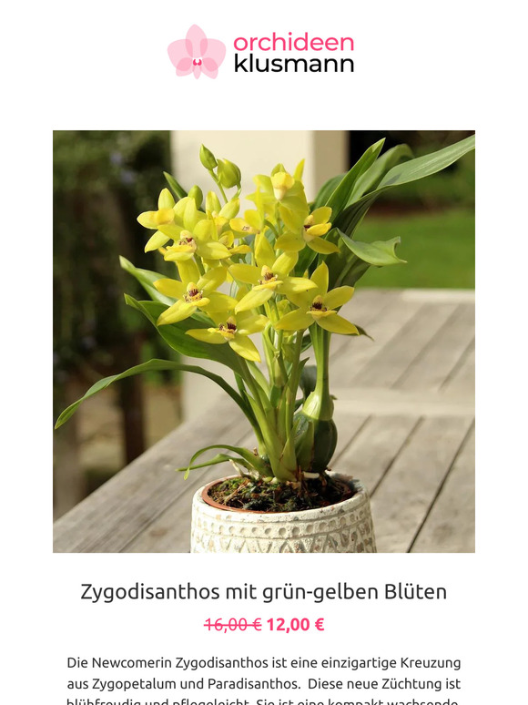 Orchideen Klusmann: 🌸 In der Aktion: Zygodisanthos | Milled