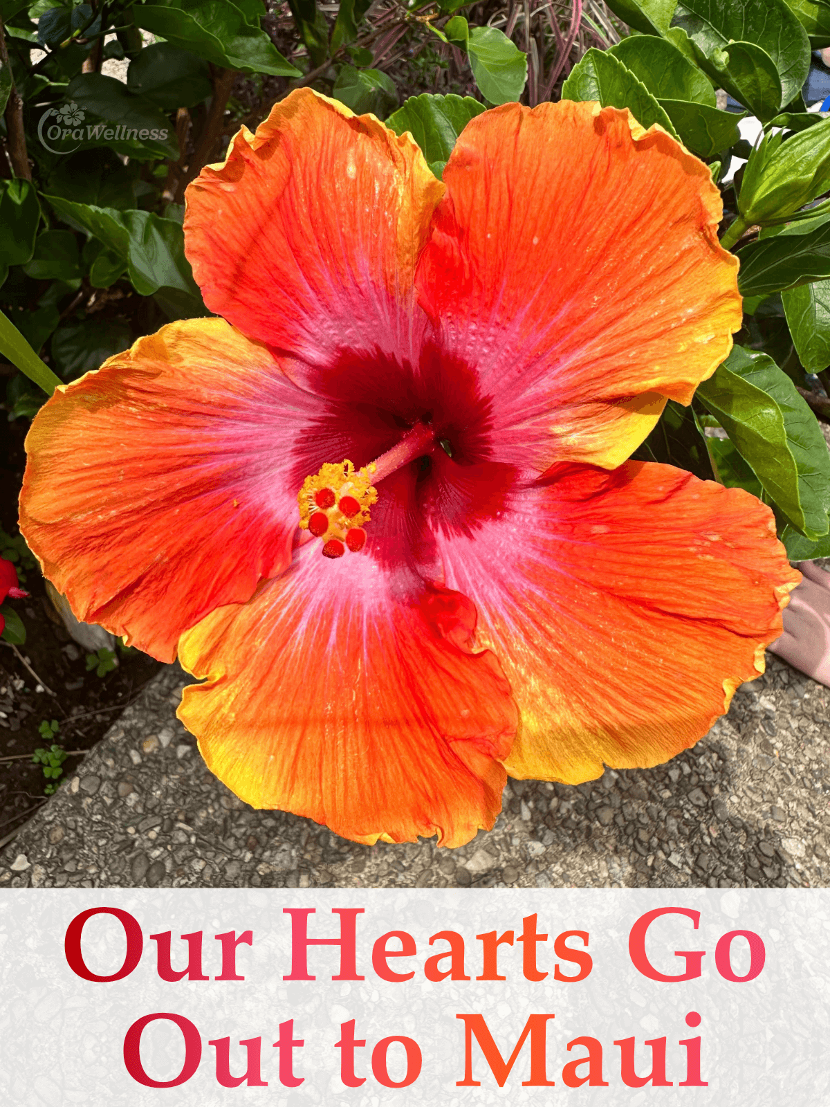 OraWellness: Prayers for residents of Maui & How we can help | Milled