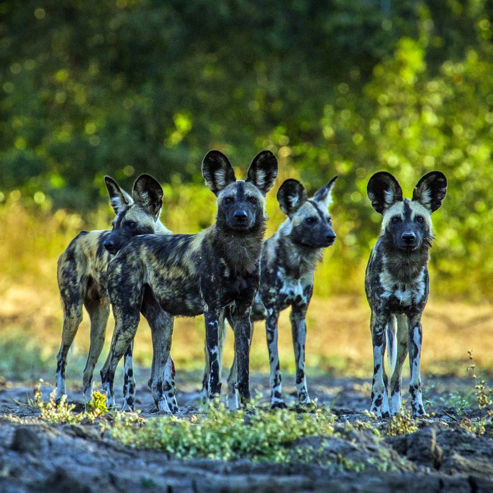 Go2Africa: 7 Best Namibia Safaris | Milled